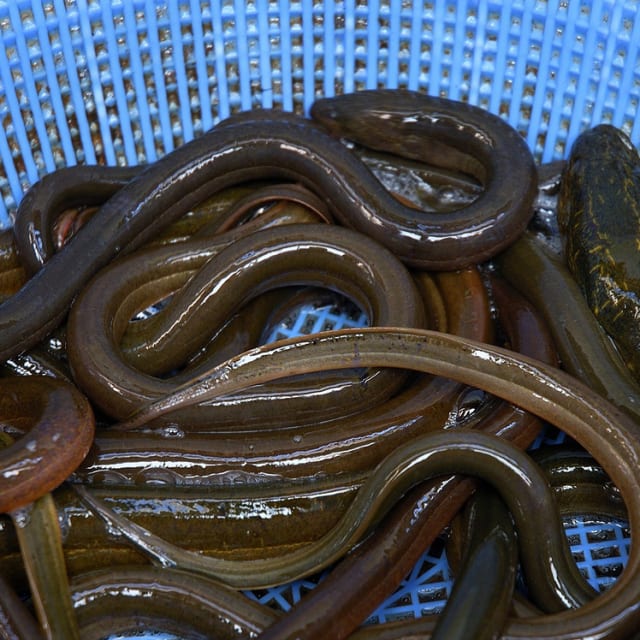 Der Aal - Fischkunde: Ein Leitfaden für Angler